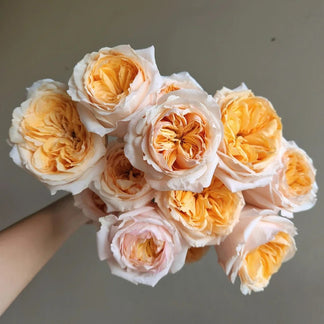 Victorian Peach Dutch Florist Shrub Rose – Highgarden Roses