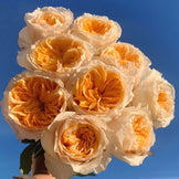 Victorian Peach Dutch Florist Shrub Rose – Highgarden Roses