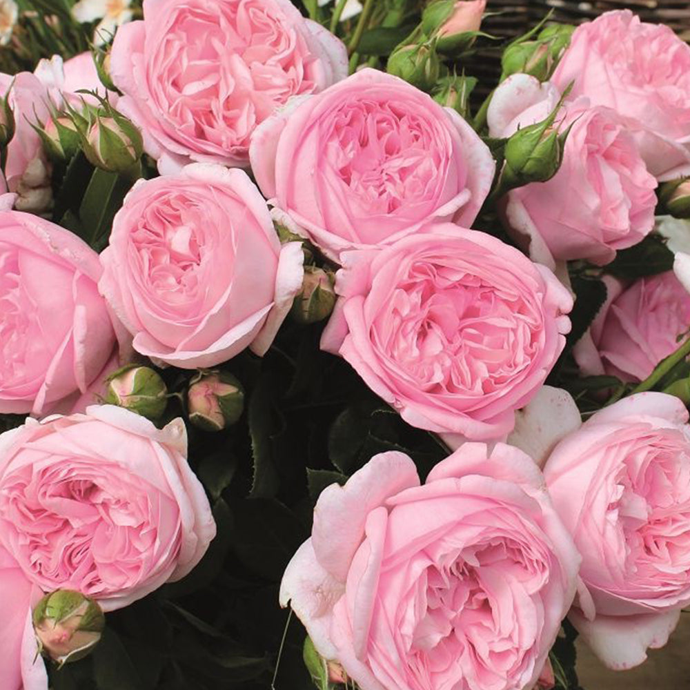 Voyage German Florist Shrub Rose Own Root | Highgarden Roses | Tantau