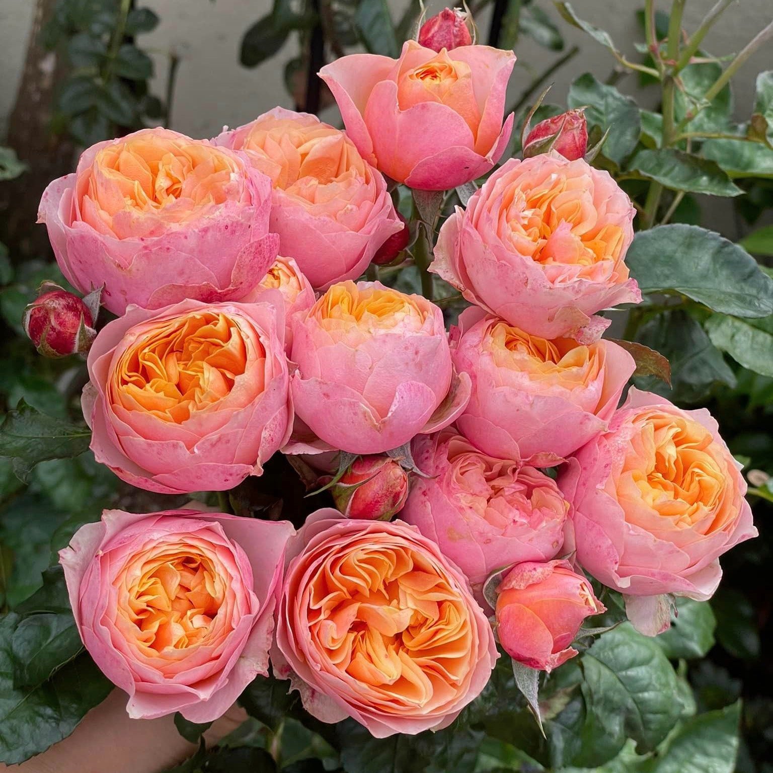 Vuvuzela Netherlands Florist Shrub Rose – Highgarden Roses