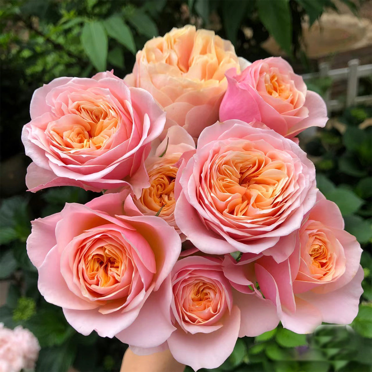 Vuvuzela Dutch Florist Shrub Rose – Highgarden Roses