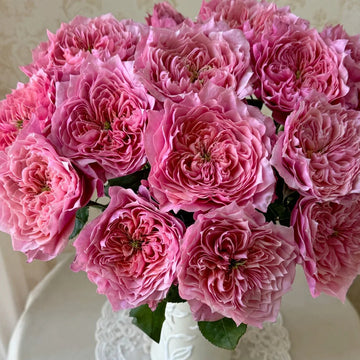 Rare Florist & Wedding Rose Bushes Shipped from Portland, Oregon ...