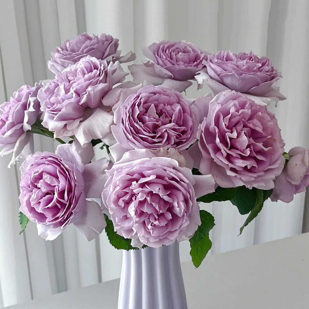 Yinyin Qing Chinese Florist Shrub Rose – Highgarden Roses