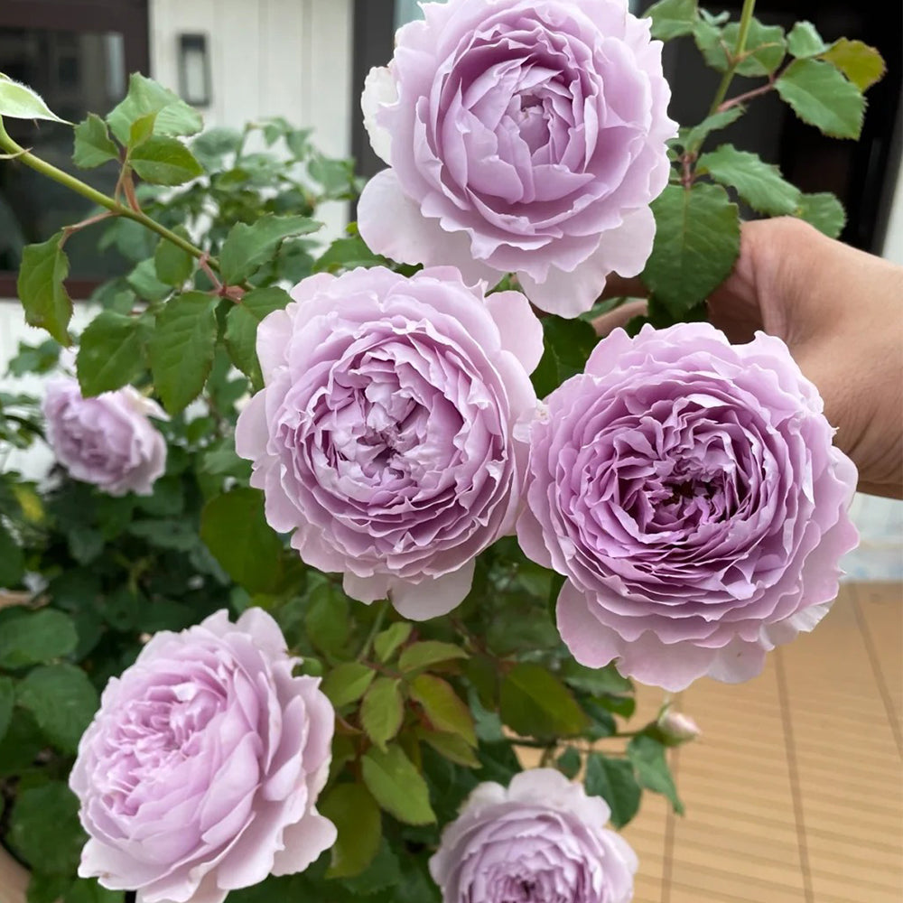 Yinyin Qing Chinese Florist Shrub Rose – Highgarden Roses