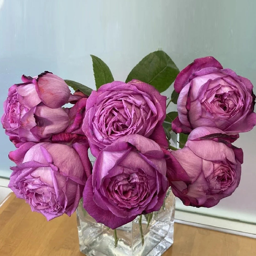 Yves Brown Japanese Florist Shrub Rose – Highgarden Roses