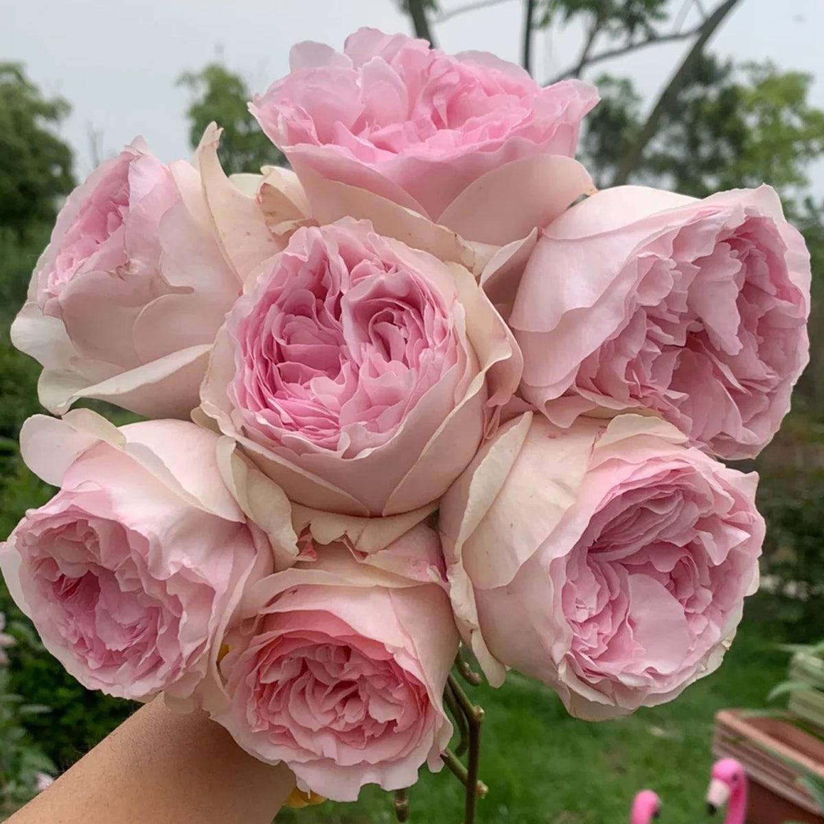 Yves L'esprit de Fille Japanese Florist Shrub Rose – Highgarden Roses