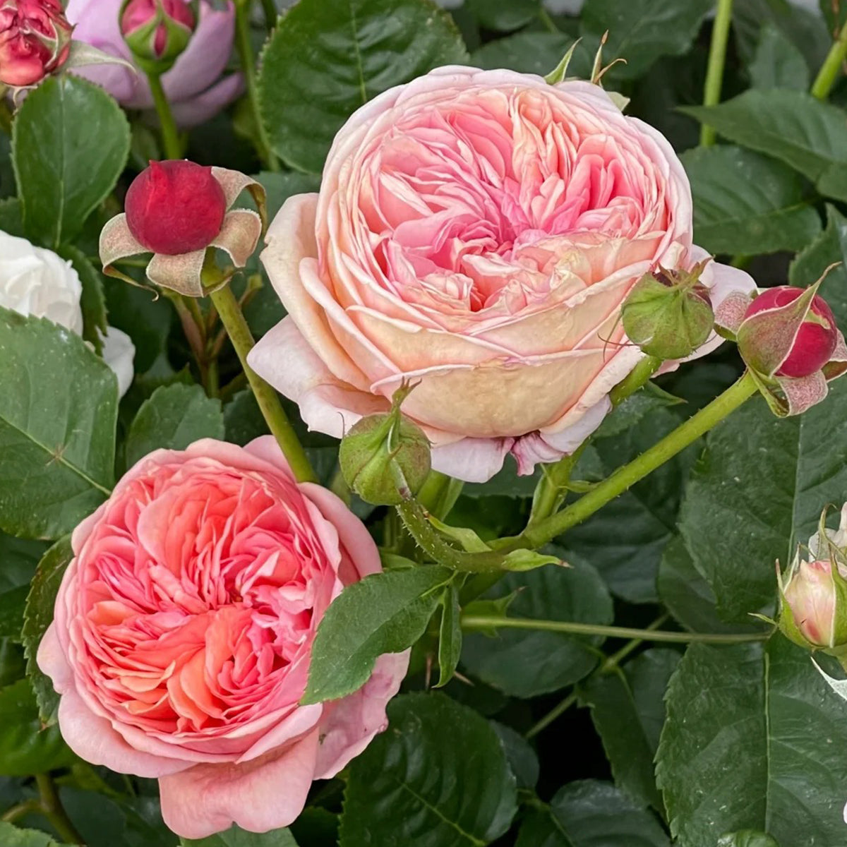 Paul Klee Japanese Garden Shrub Rose – Highgarden Roses