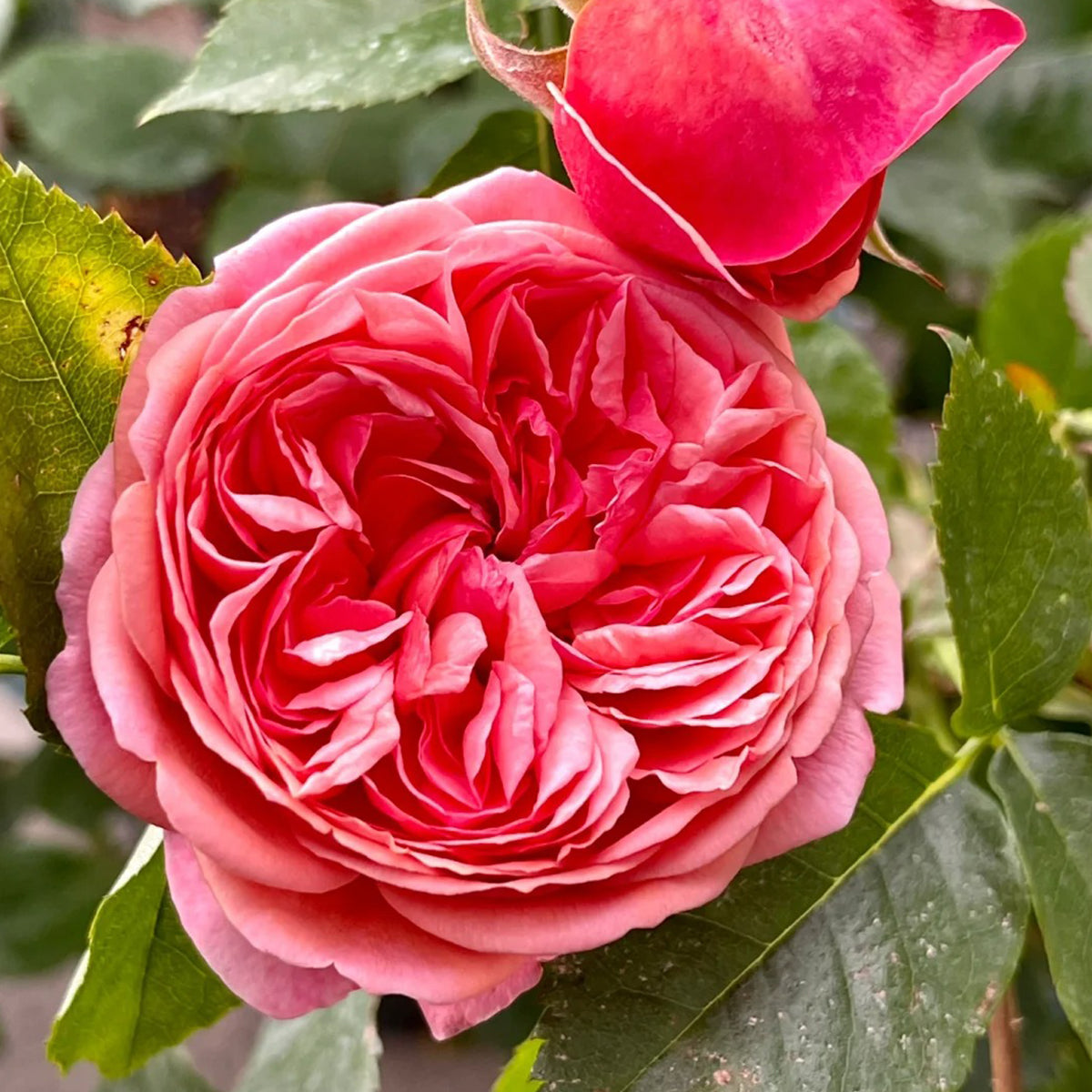 Paul Klee Japanese Garden Shrub Rose – Highgarden Roses