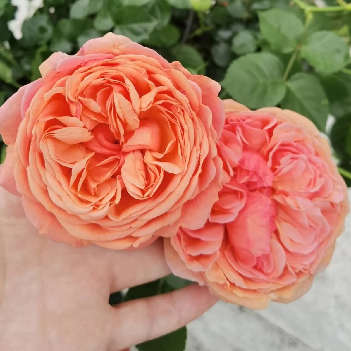 Paul Klee Japanese Garden Shrub Rose – Highgarden Roses