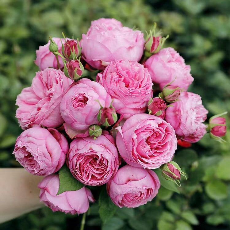 Miyako Japanese Garden Shrub Rose – Highgarden Roses