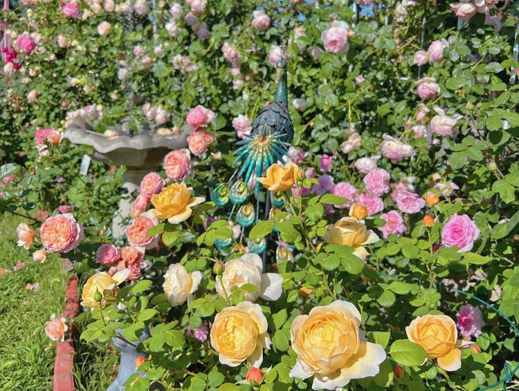 Our Story – Highgarden Roses