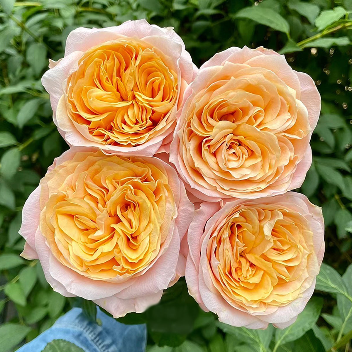 Imagine Dutch Florist Shrub Rose – Highgarden Roses