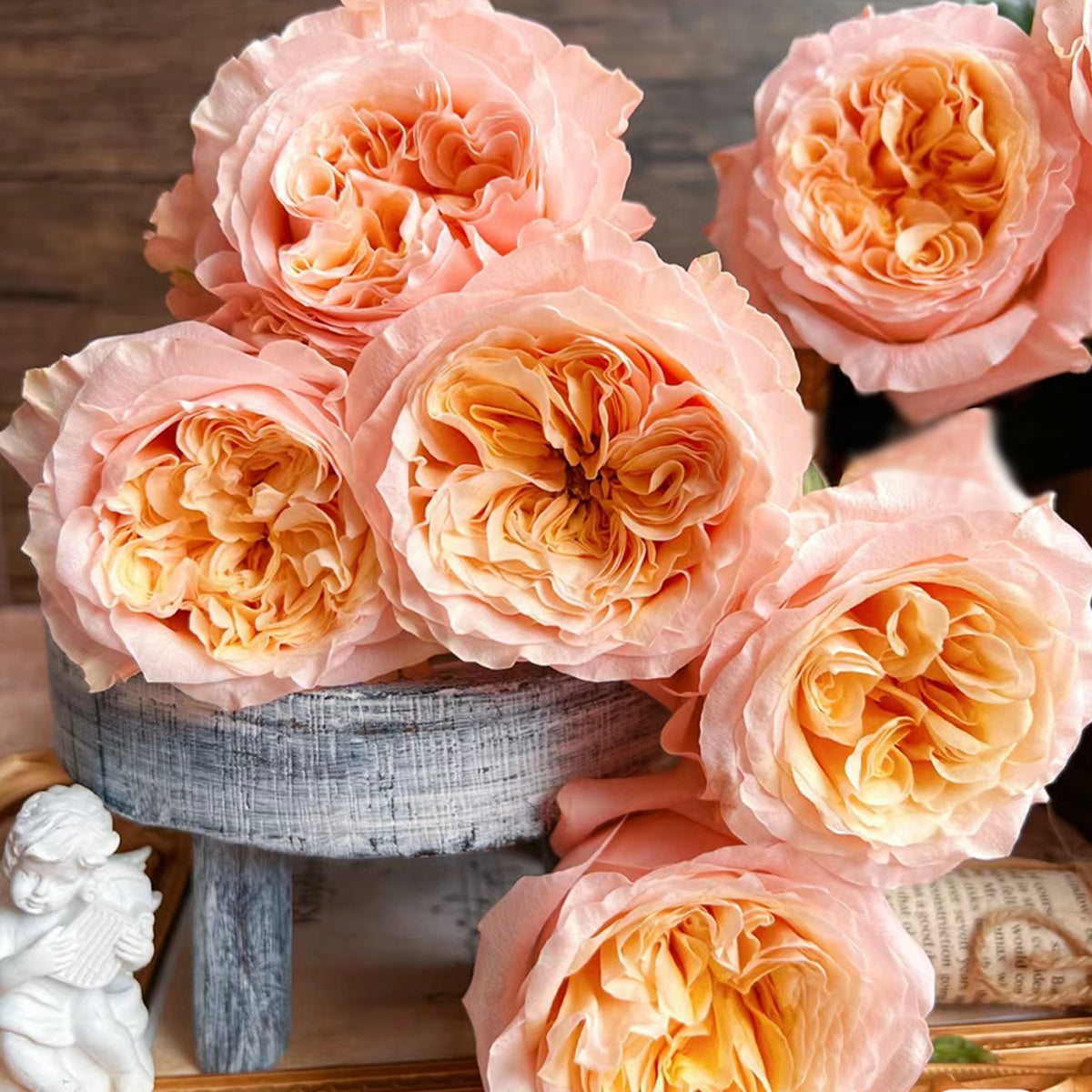 Imagine Dutch Florist Shrub Rose – Highgarden Roses