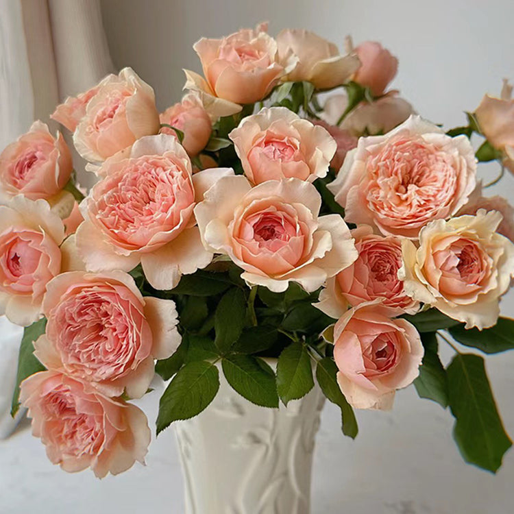 Best Selling Premium Rose Bushes | English Japanese French Garden Roses ...