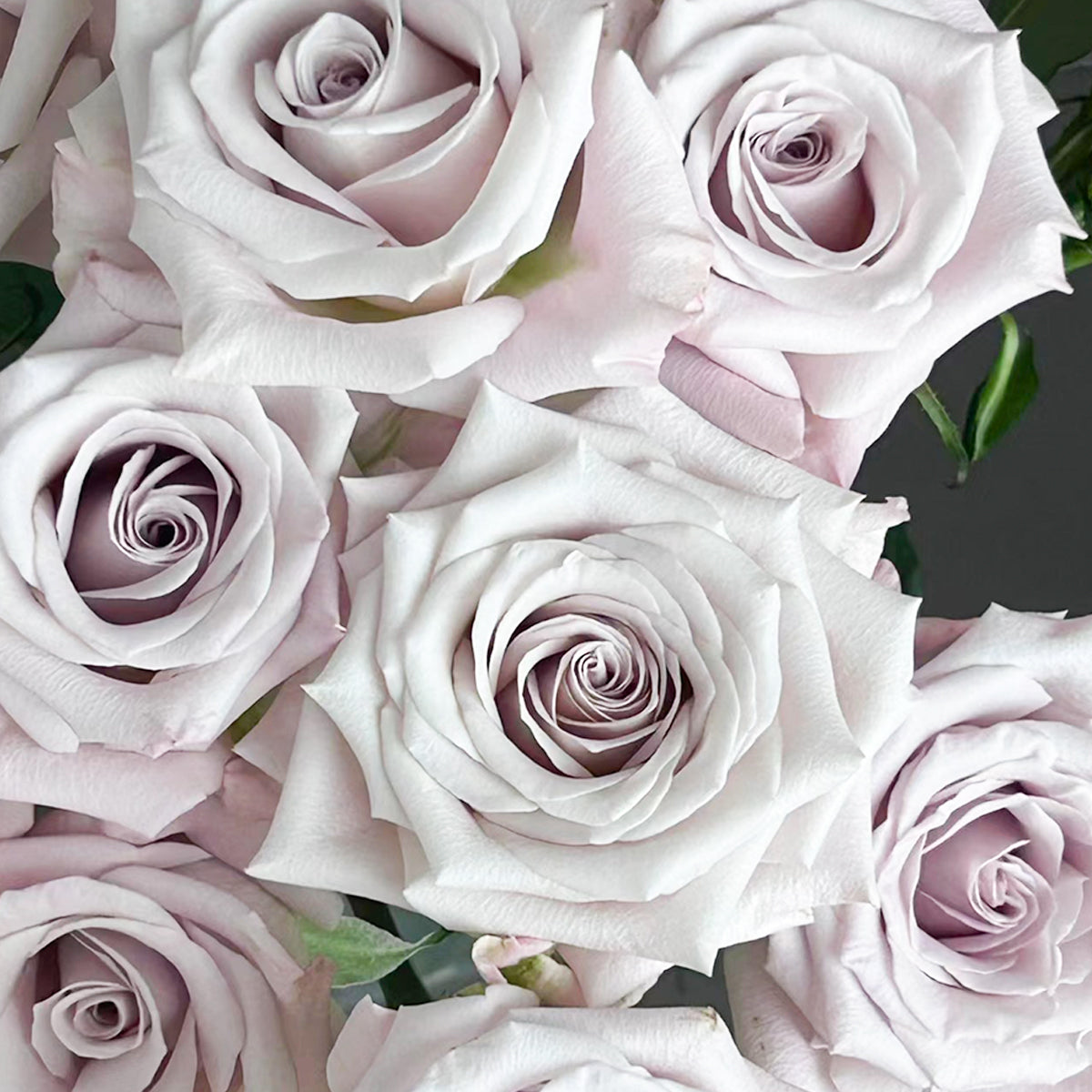 Netherlands Florist Shrub Rose Live Plant | Highgarden Roses | Cream ...