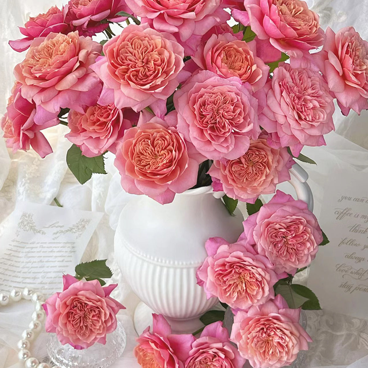 Japanese Florist Shrub Rose Live Plant | Highgarden Roses | Wabara | Miyabi