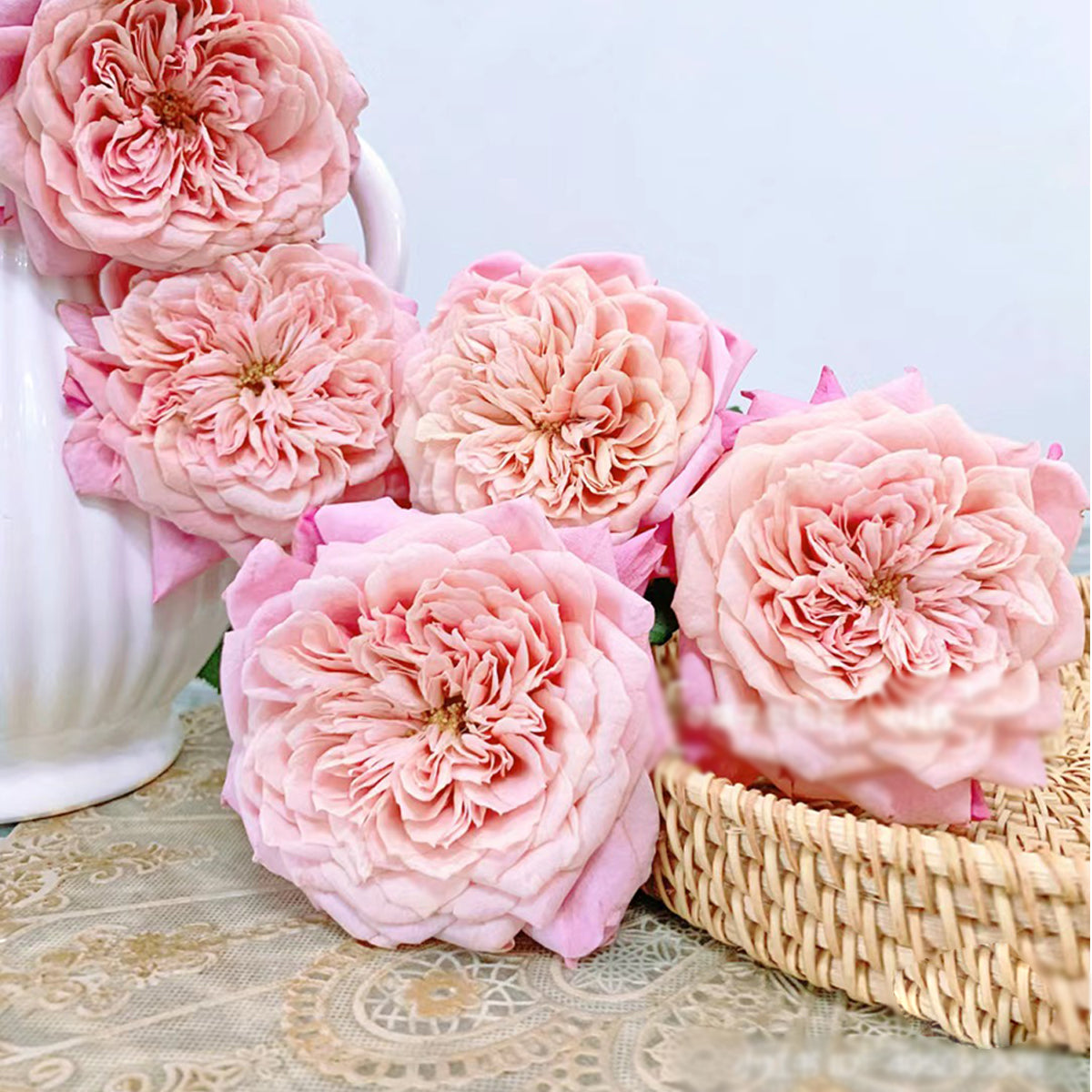 Miyabi Japanese Florist Shrub Rose Own Root | Highgarden Roses | Wabara