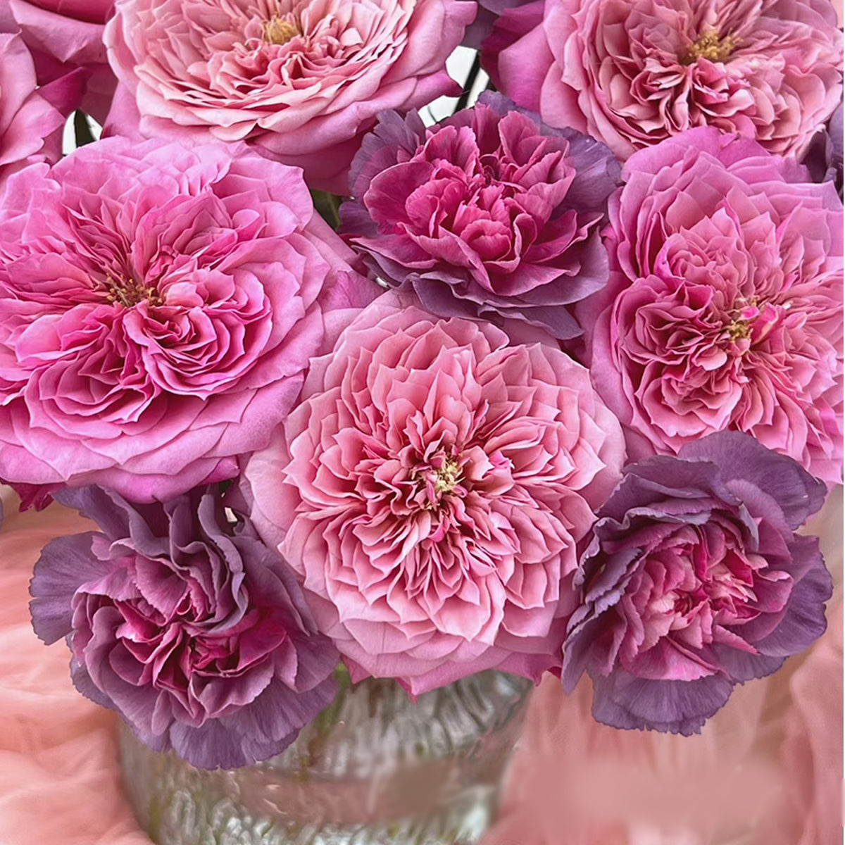 Miyabi Japanese Florist Shrub Rose Own Root | Highgarden Roses | Wabara