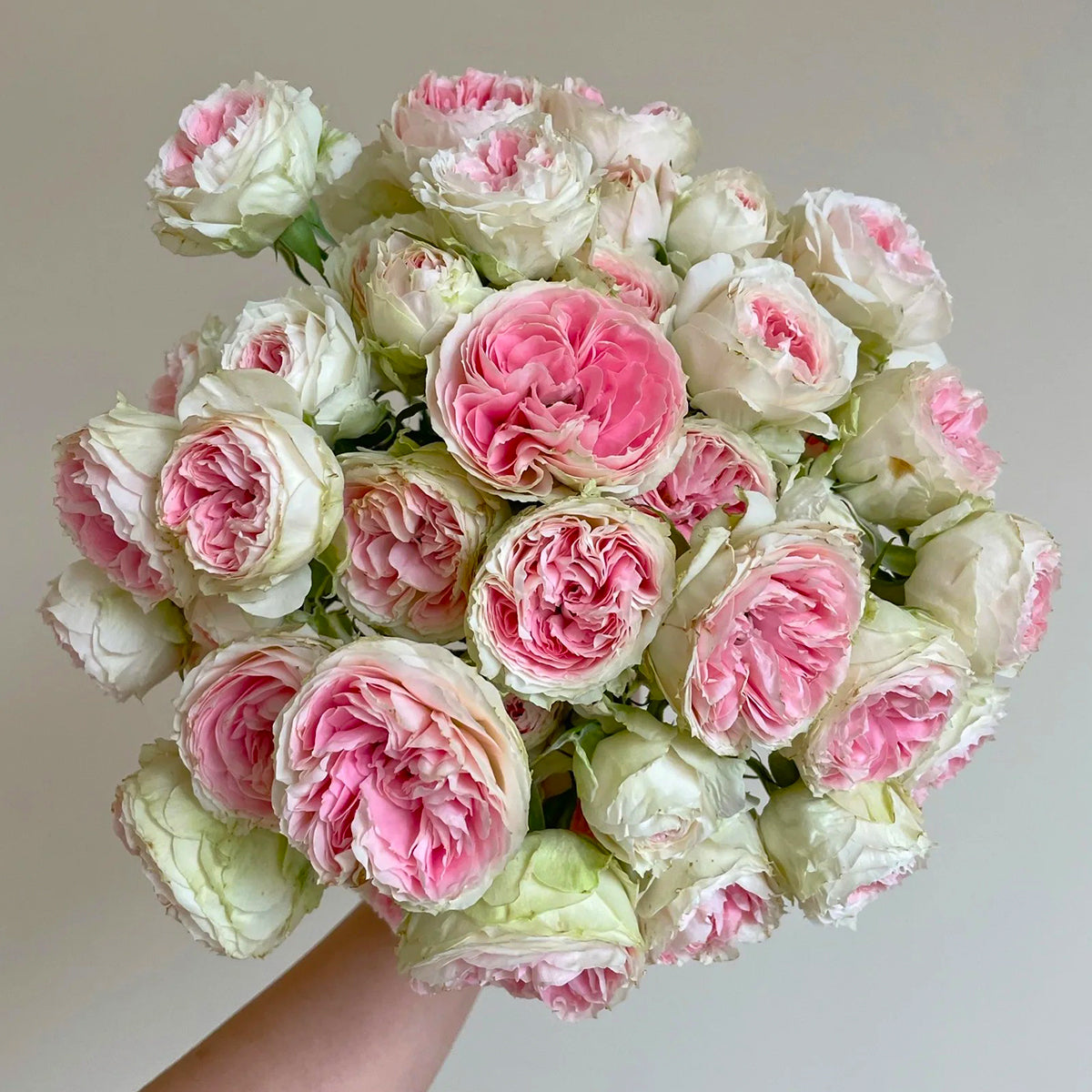 Pompon Veranda German Florist Shrub Rose – Highgarden Roses