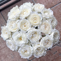 Japanese Garden Shrub Rose Live Plant | Highgarden Roses | Gardening ...