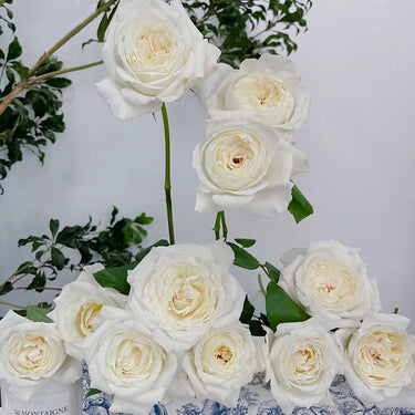 Japanese Garden Shrub Rose Live Plant | Highgarden Roses | Gardening ...