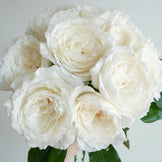 Japanese Garden Shrub Rose Live Plant | Highgarden Roses | Gardening ...