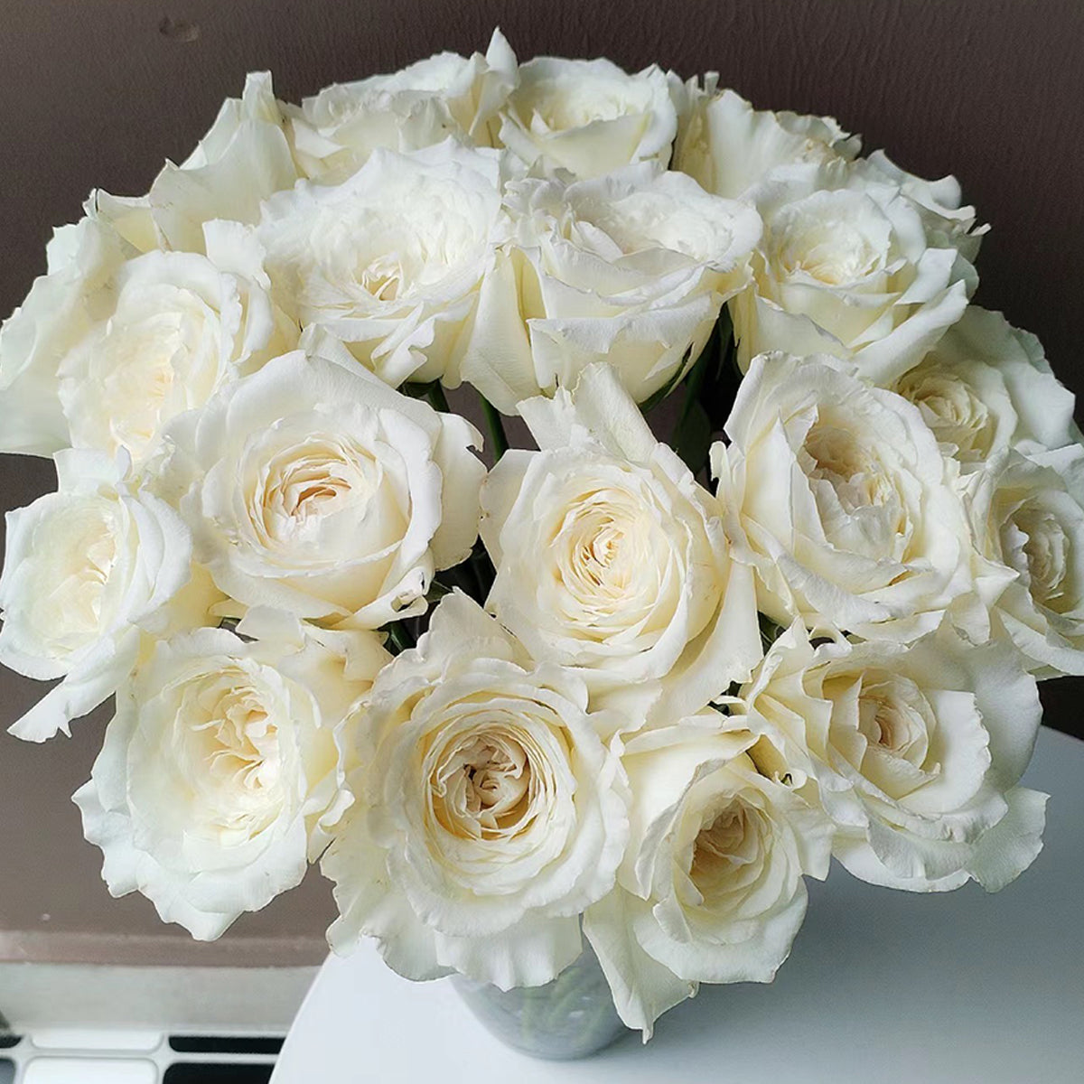 Japanese Garden Shrub Rose Live Plant | Highgarden Roses | Gardening ...