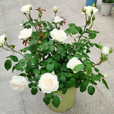 Japanese Garden Shrub Rose Live Plant | Highgarden Roses | Gardening ...
