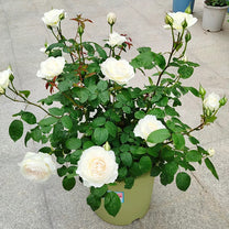 Japanese Garden Shrub Rose Live Plant | Highgarden Roses | Gardening ...