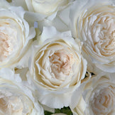 Japanese Garden Shrub Rose Live Plant | Highgarden Roses | Gardening ...