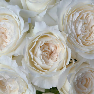 Japanese Garden Shrub Rose Live Plant | Highgarden Roses | Gardening ...