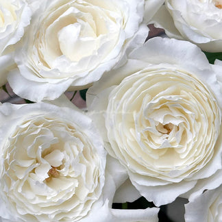 Japanese Garden Shrub Rose Live Plant | Highgarden Roses | Gardening ...