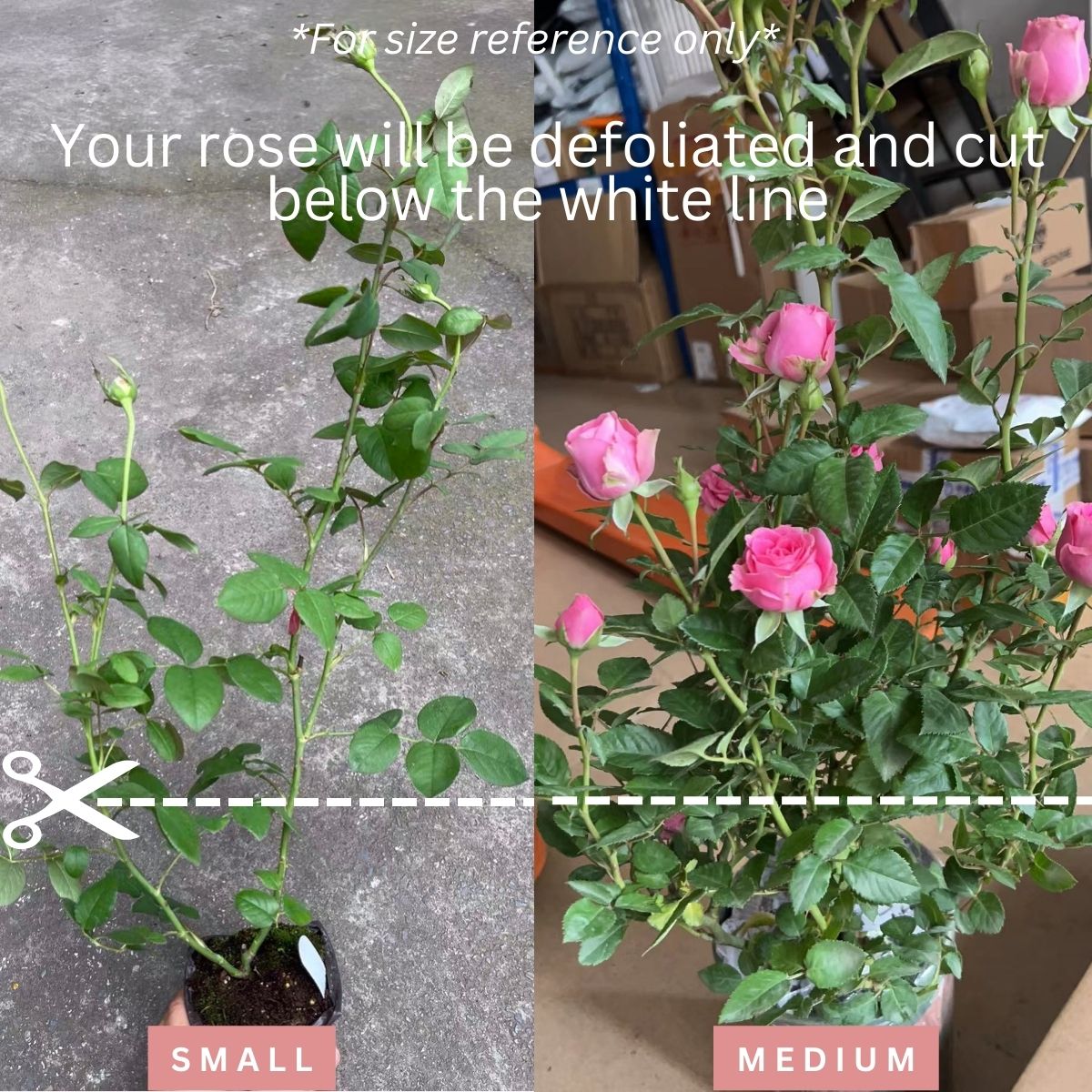 Tsumugi Japanese Florist Shrub Rose – Highgarden Roses