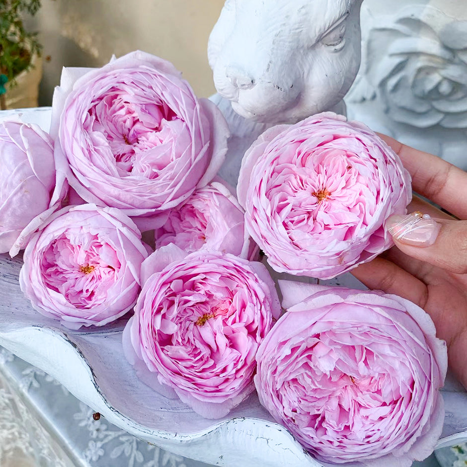 Best Selling Premium Rose Bushes | English Japanese French Garden Roses ...