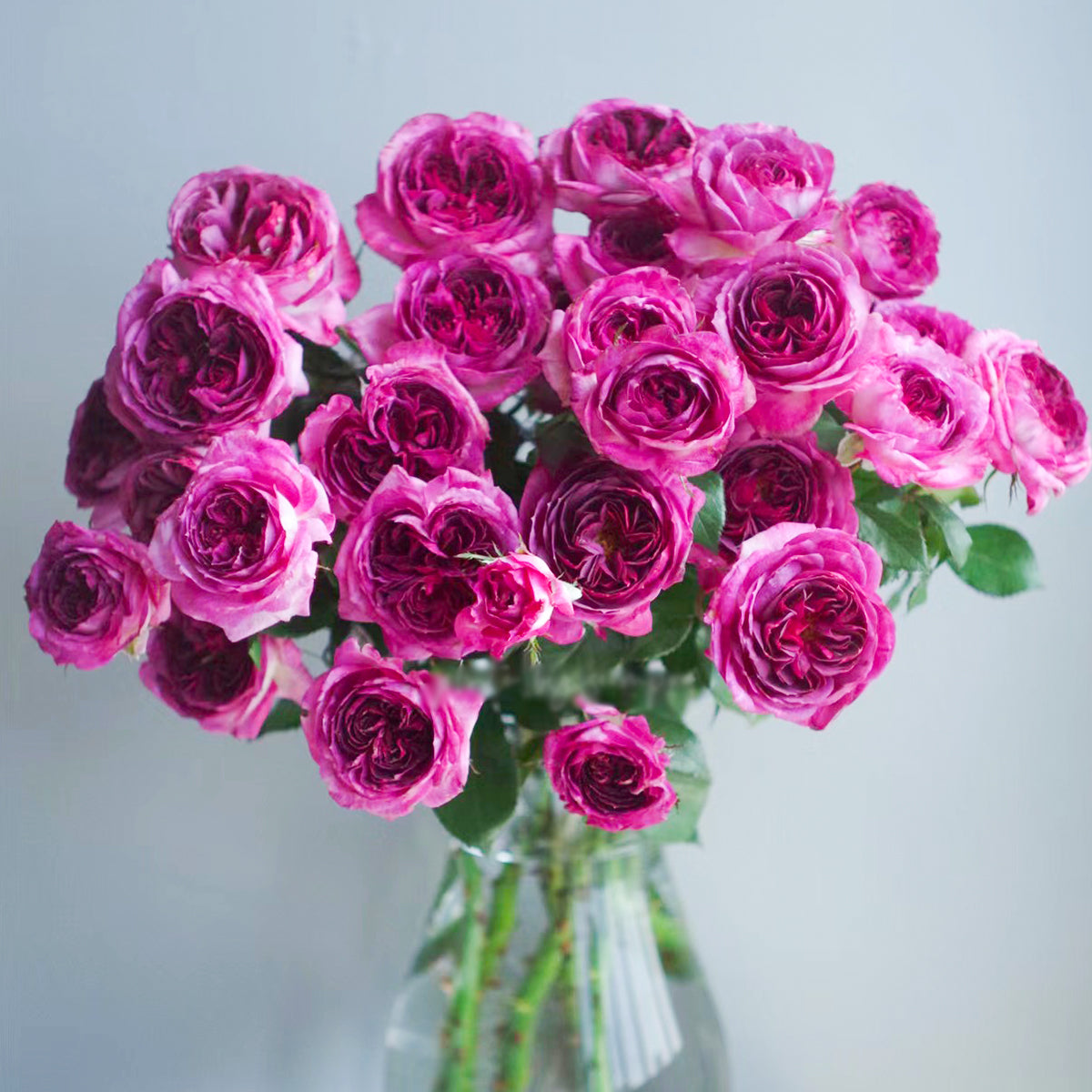 French Florist Shrub Rose Live Plant | Highgarden Roses | Thierry Marx ...