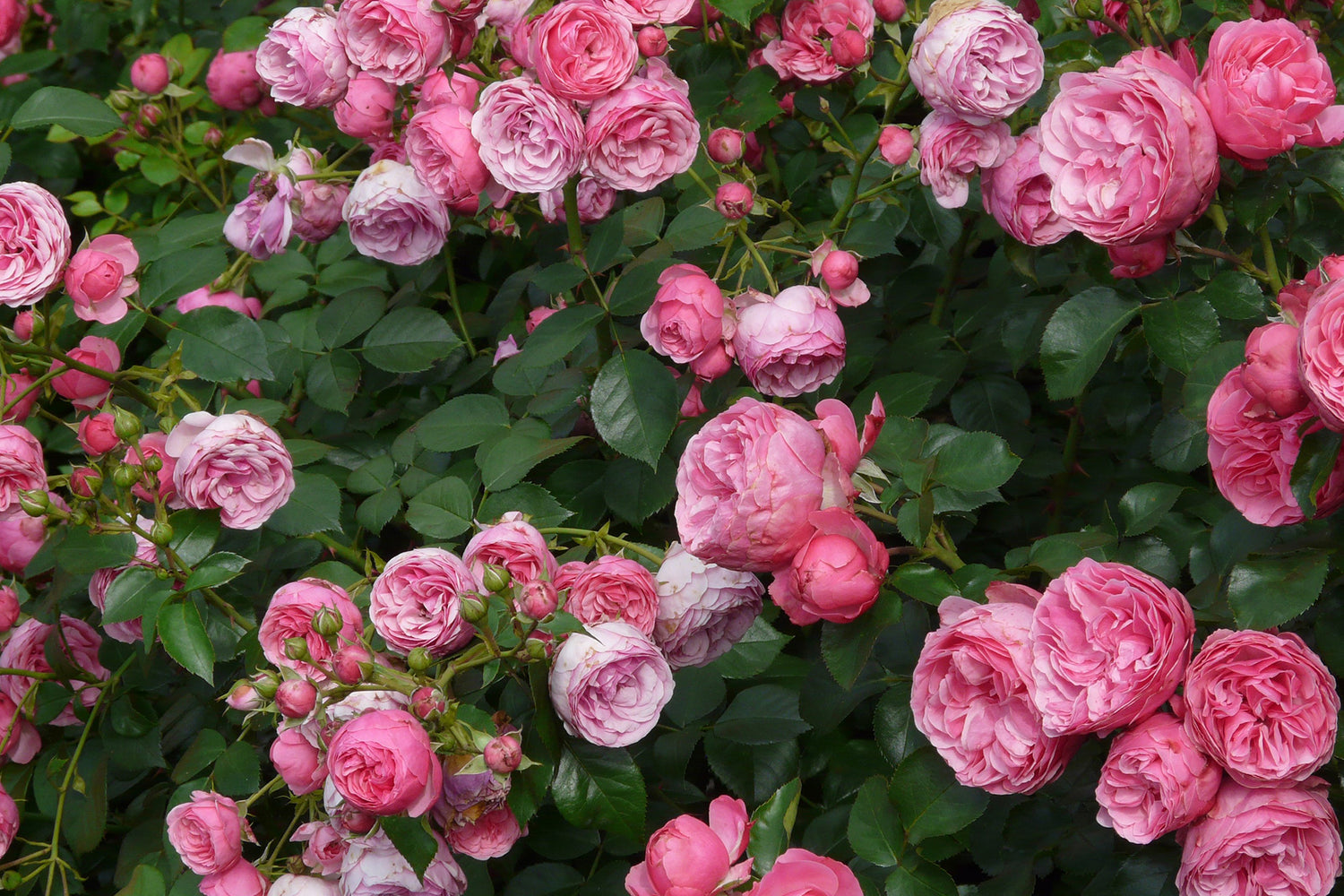Our Story – Highgarden Roses